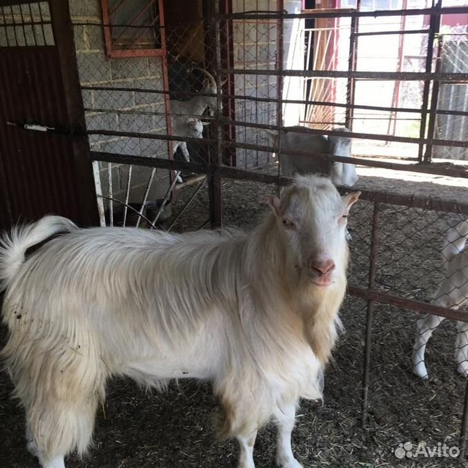 Козел для вязки