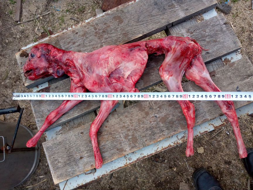 Корм для собак