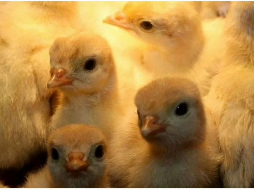 Индюшата суточные биг 6 и хайбрид конвертер