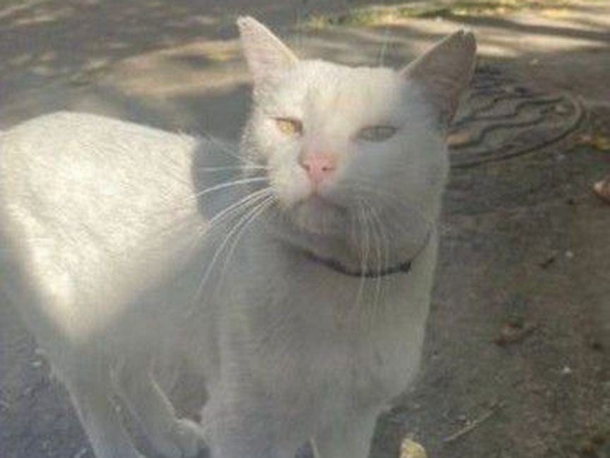 Котик бесплатно в добрые руки