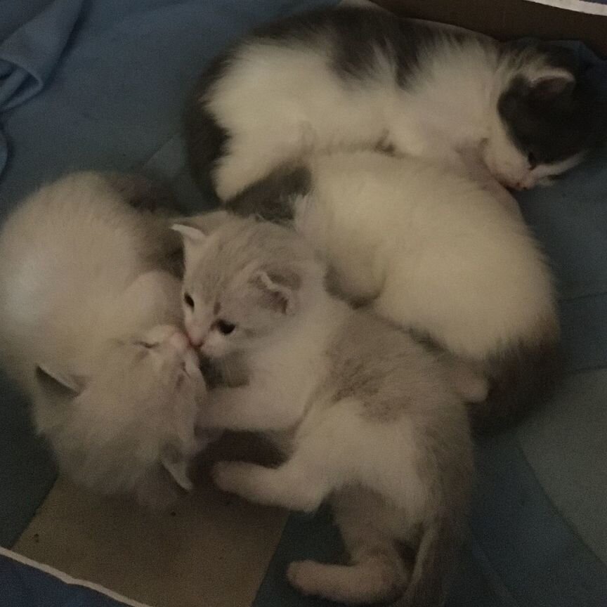 Котёнок в добрые руки