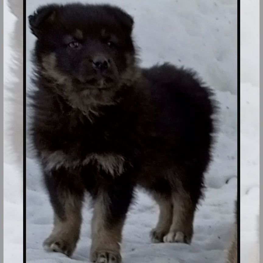 Щенок мальчик бесплатно