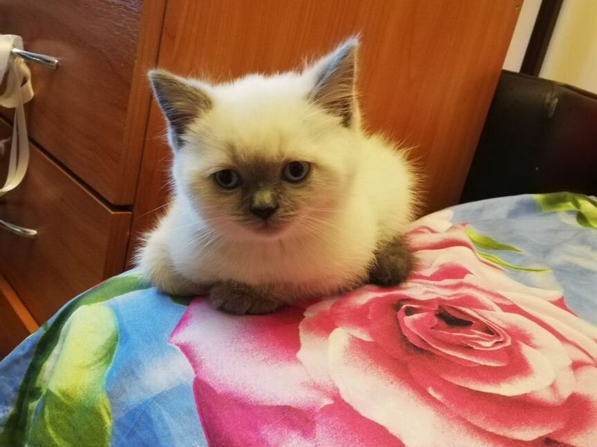 Британские котята