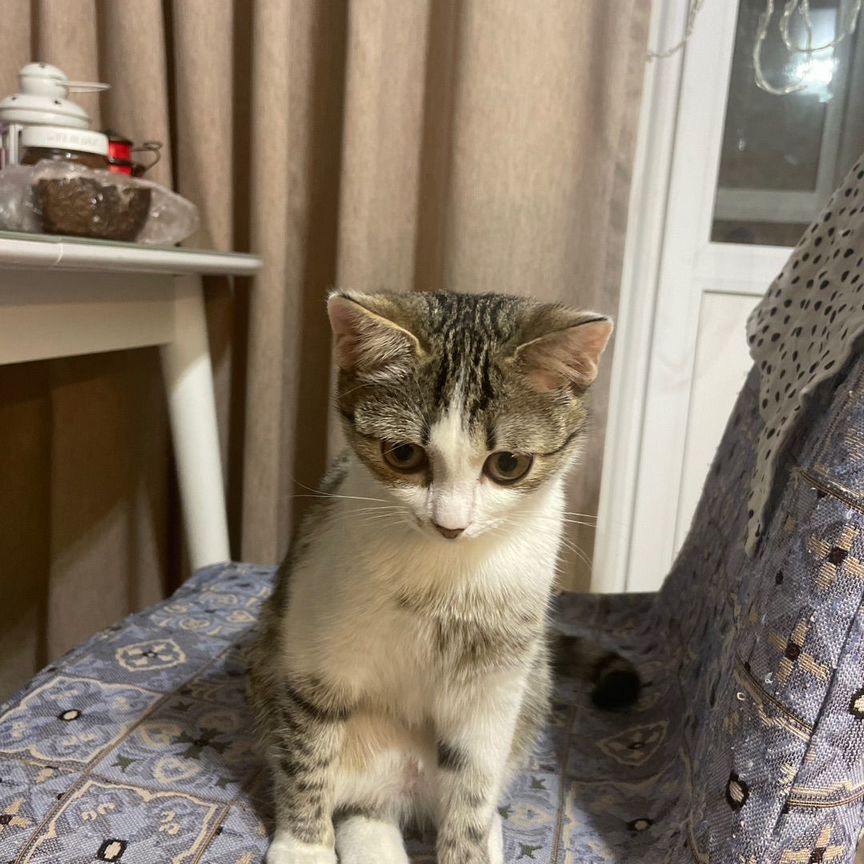 Котёнок в добрые руки