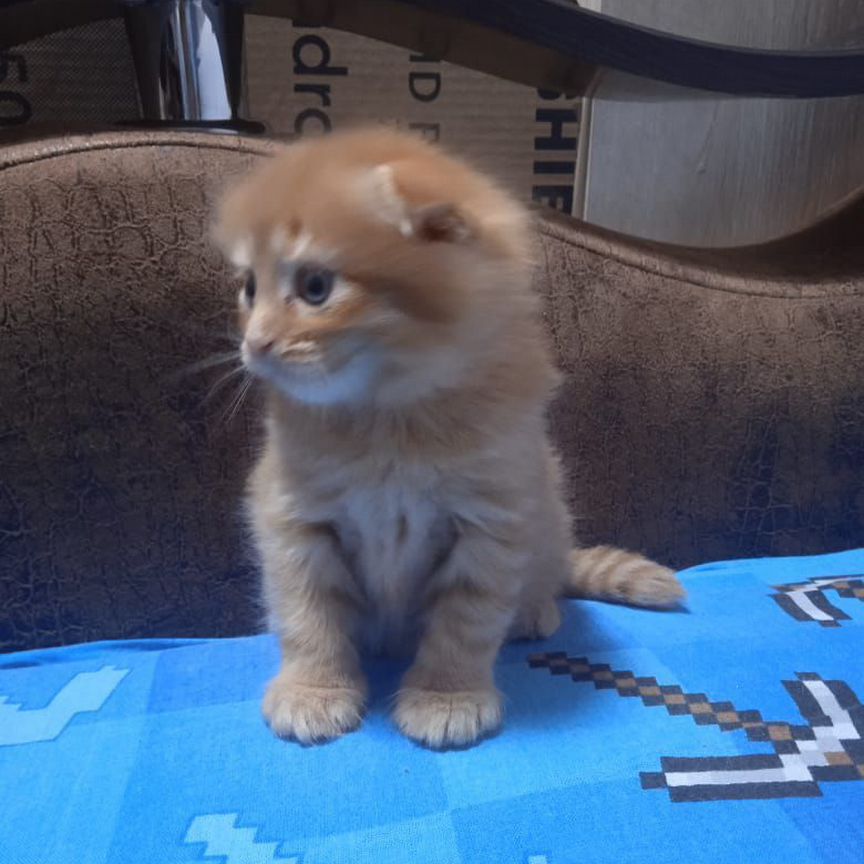 Шотландский вислоухий мальчик