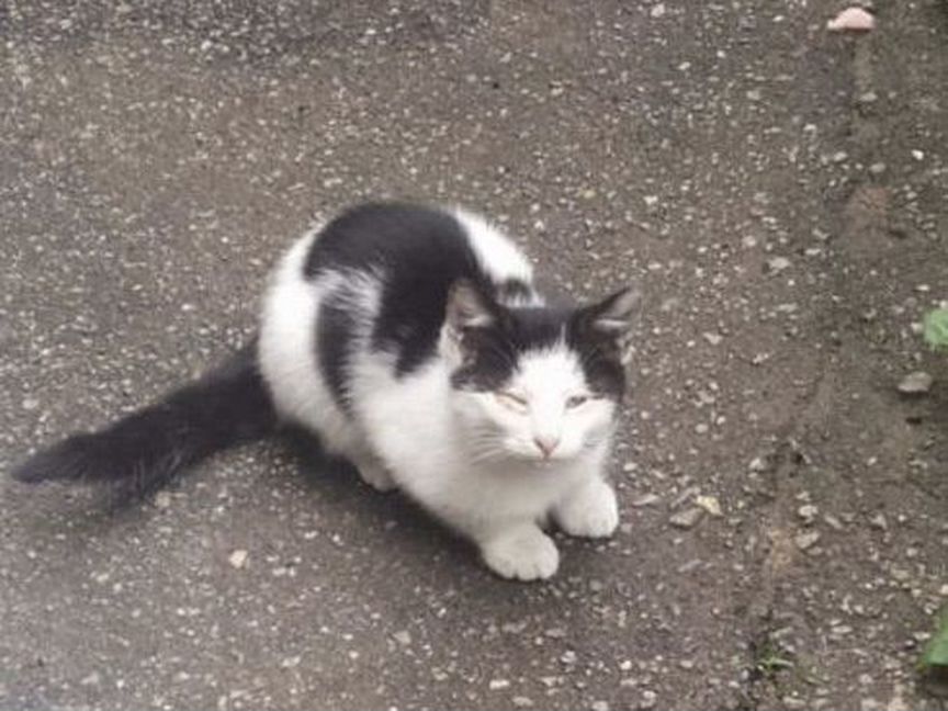 Котенок слепнет