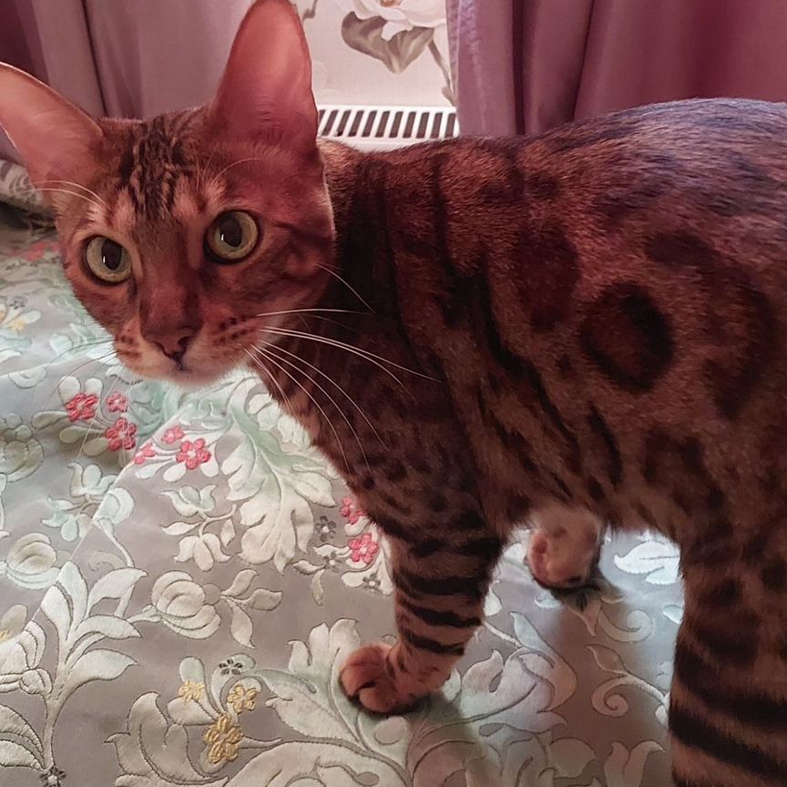 Бенгальская, взрослая кошка