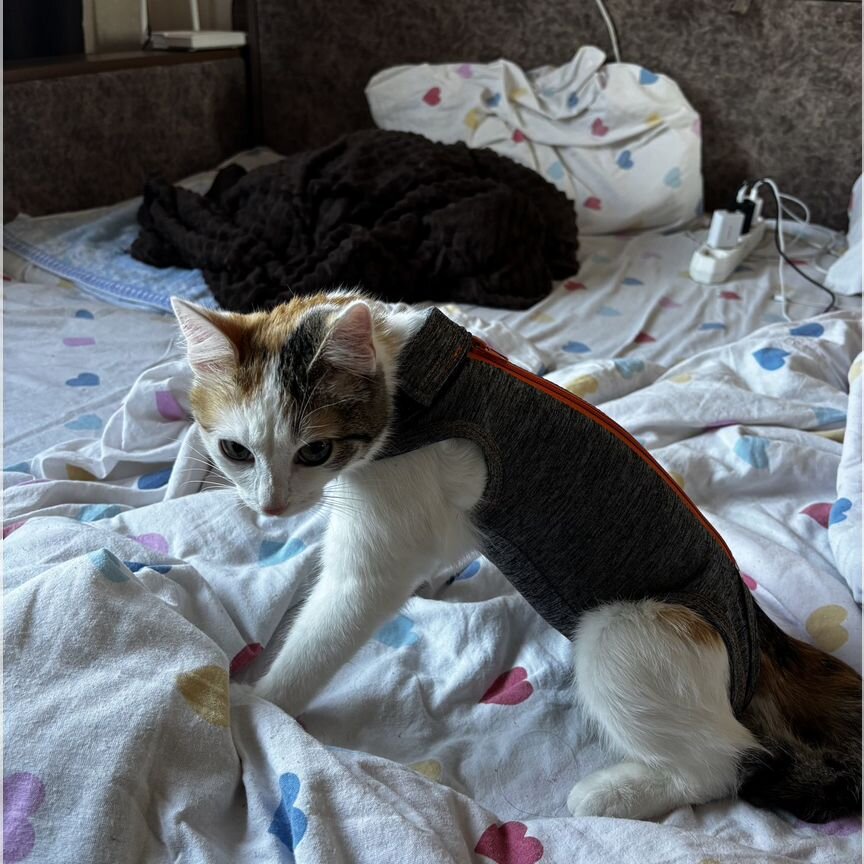 Попона для кошек на молнии