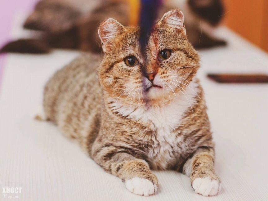 Кот Котэ ищет хозяина. Отдадим в хорошие руки