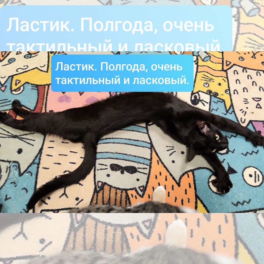 Коточертик в каждый дом
