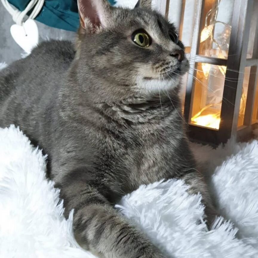 Котик прелесть