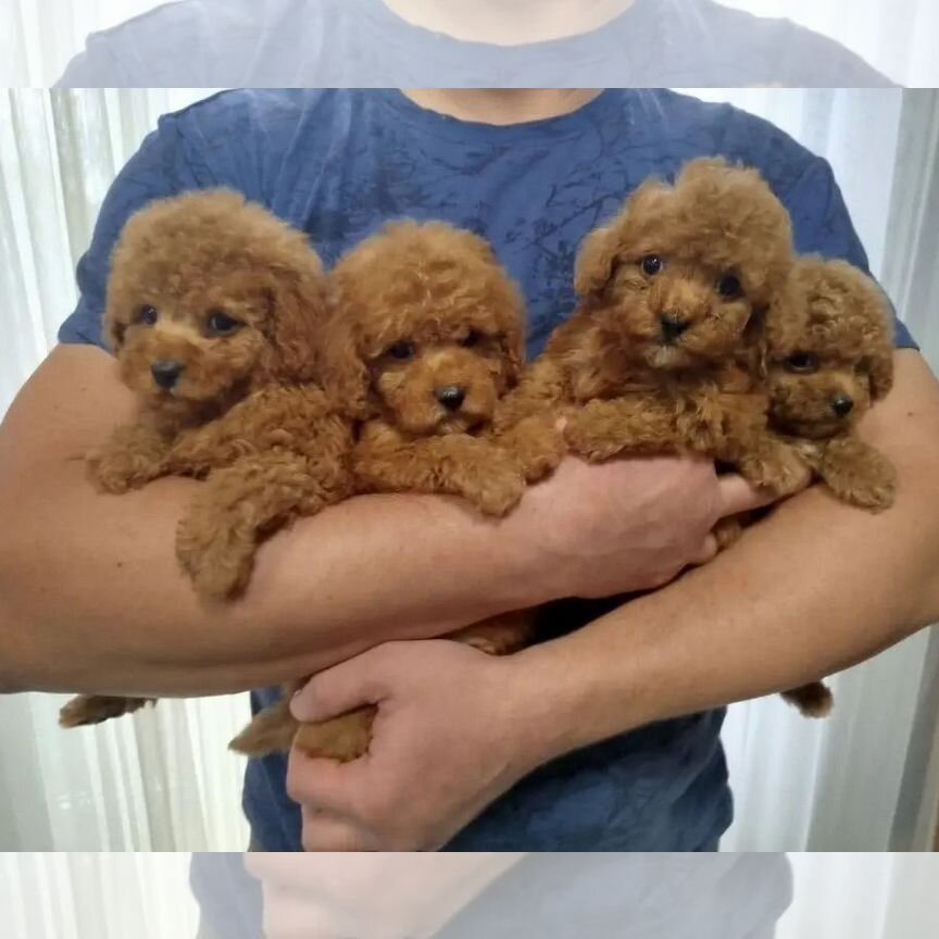 Той-пудель, щенок