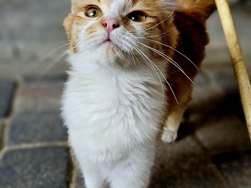 Кошечка в дар