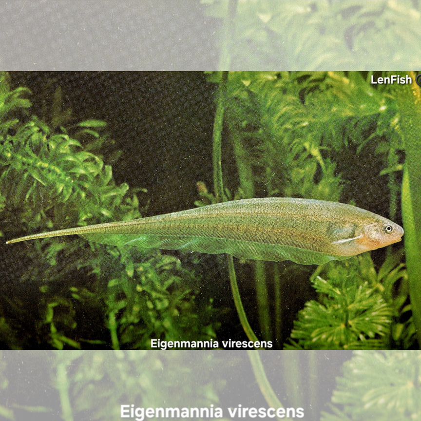 Нож Стеклянный, Черный, Апистограмма, Боция Клоун