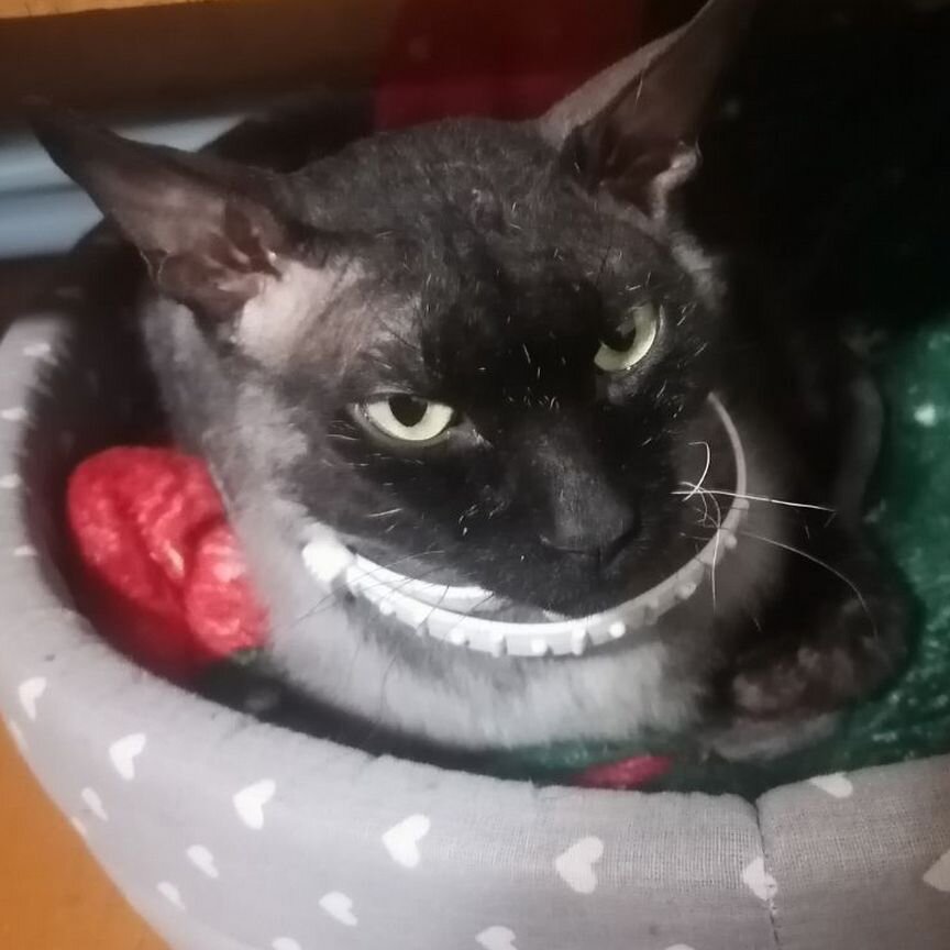 Кот сфинкс Макс