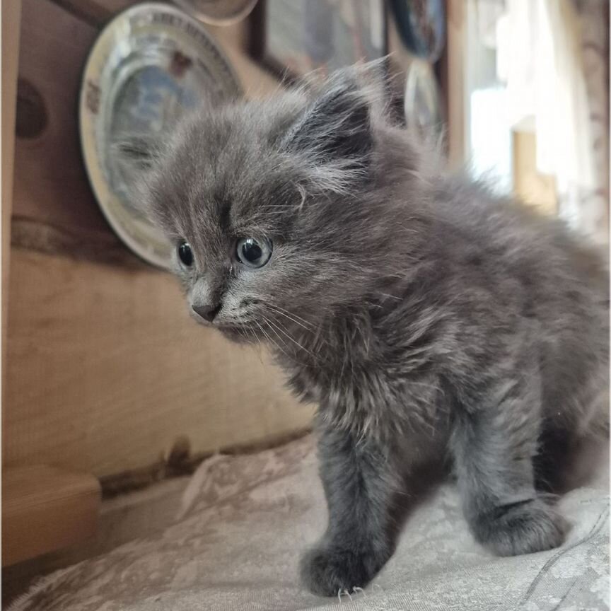 Сибирский котёнок