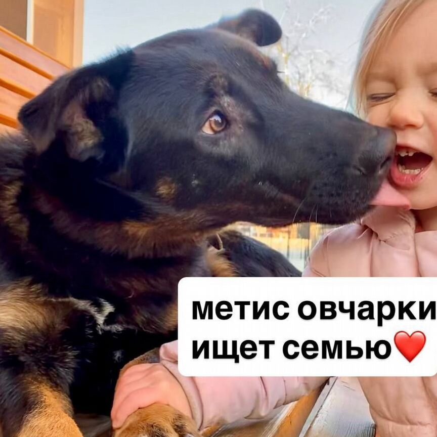 Взрослая собака в добрые руки