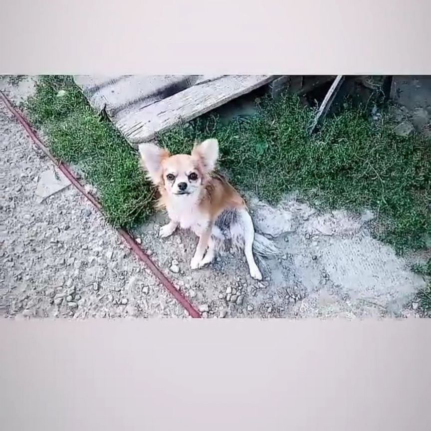 Чихуахуа в семью. Привита