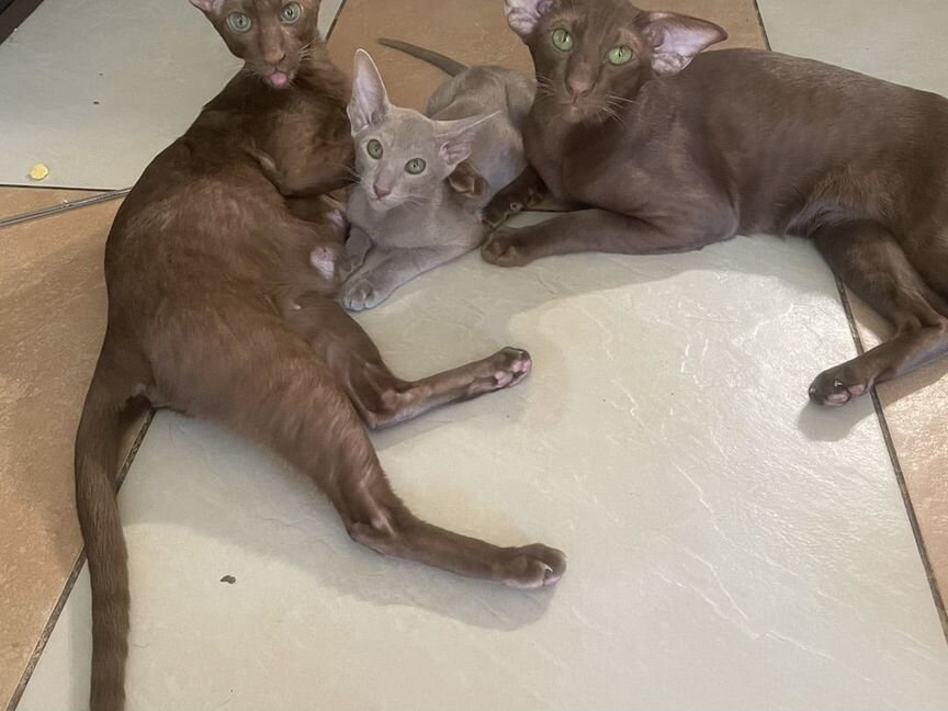 Ориентальная девочка