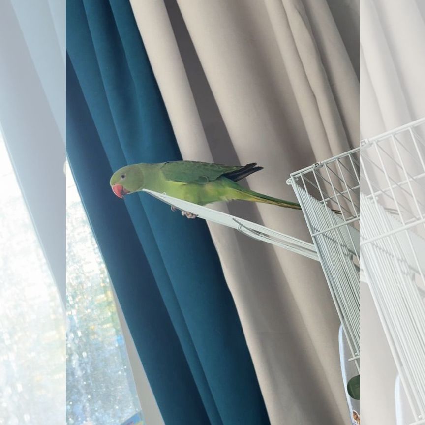 Ожереловый попугай