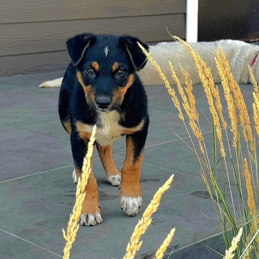 Будущий охранник в дом. Щенок