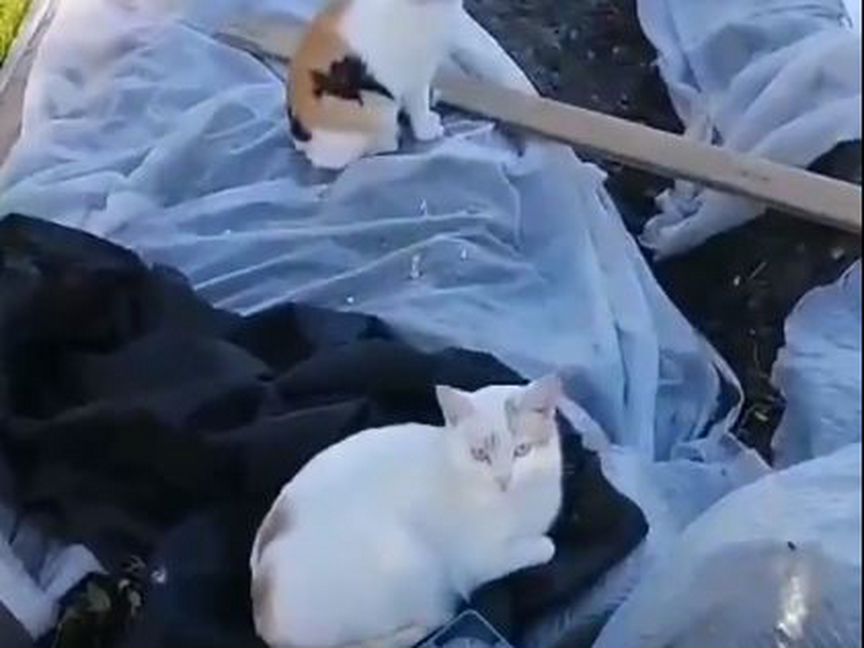 Сгорел приют в понтонном. Нужны дома