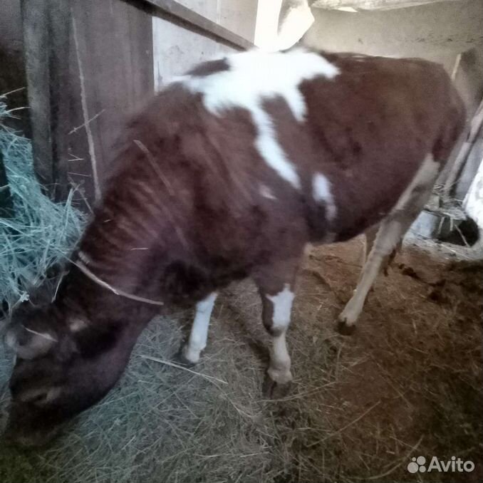 Телка стельная