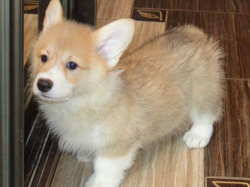 Вельш Корги Пемброк,шикарные щенки