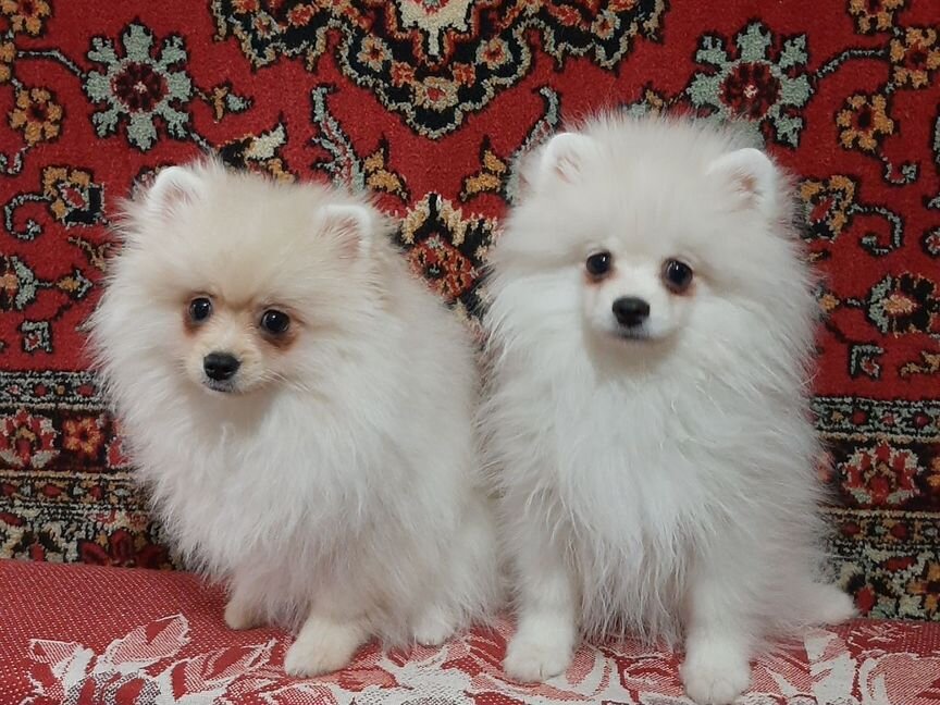 Щенки померанского шпица медвежьего типа