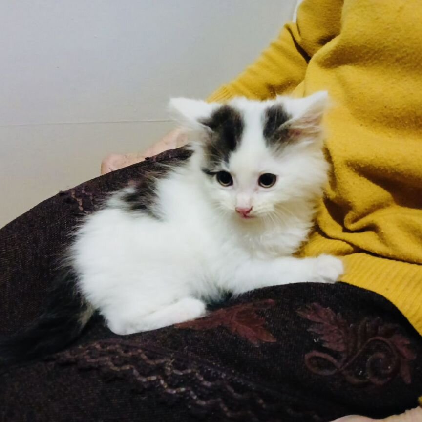 Я выжил и ищу дом(ваш котик)