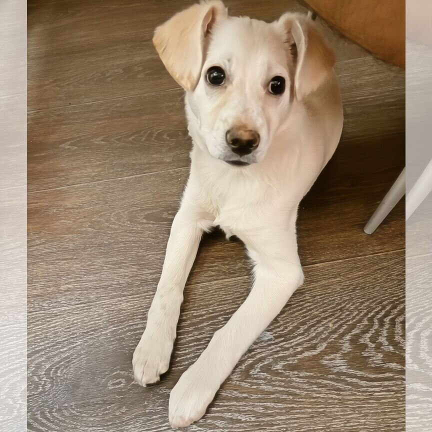 Щенок в добрые руки