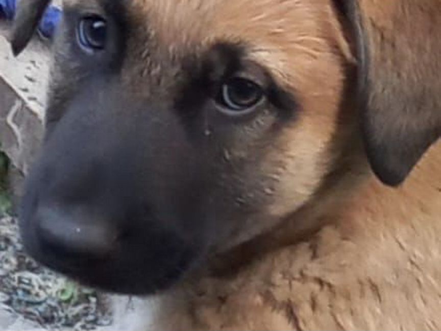 В добрые руки