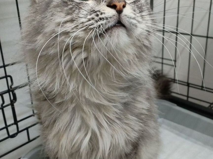 Отдам кота 8 мес