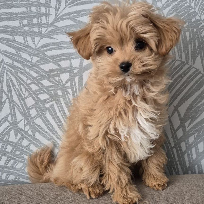 Мальтипу, щенок