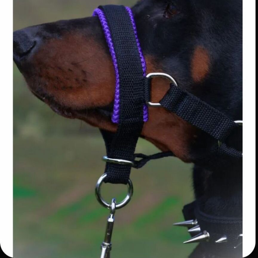 Халти для собак (недоуздок)