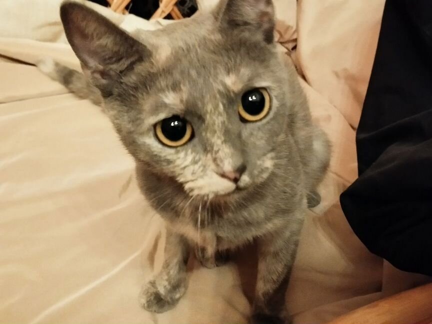 Кошки в добрые руки