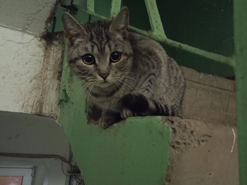 Найдена кошка ищет дом