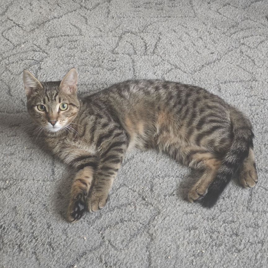 Милого котёнка в добрые руки