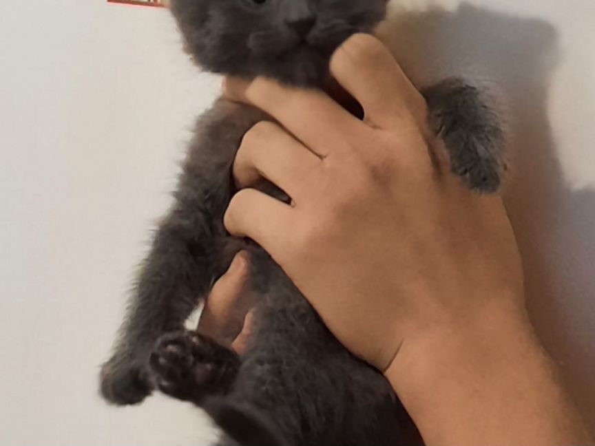Британский котик