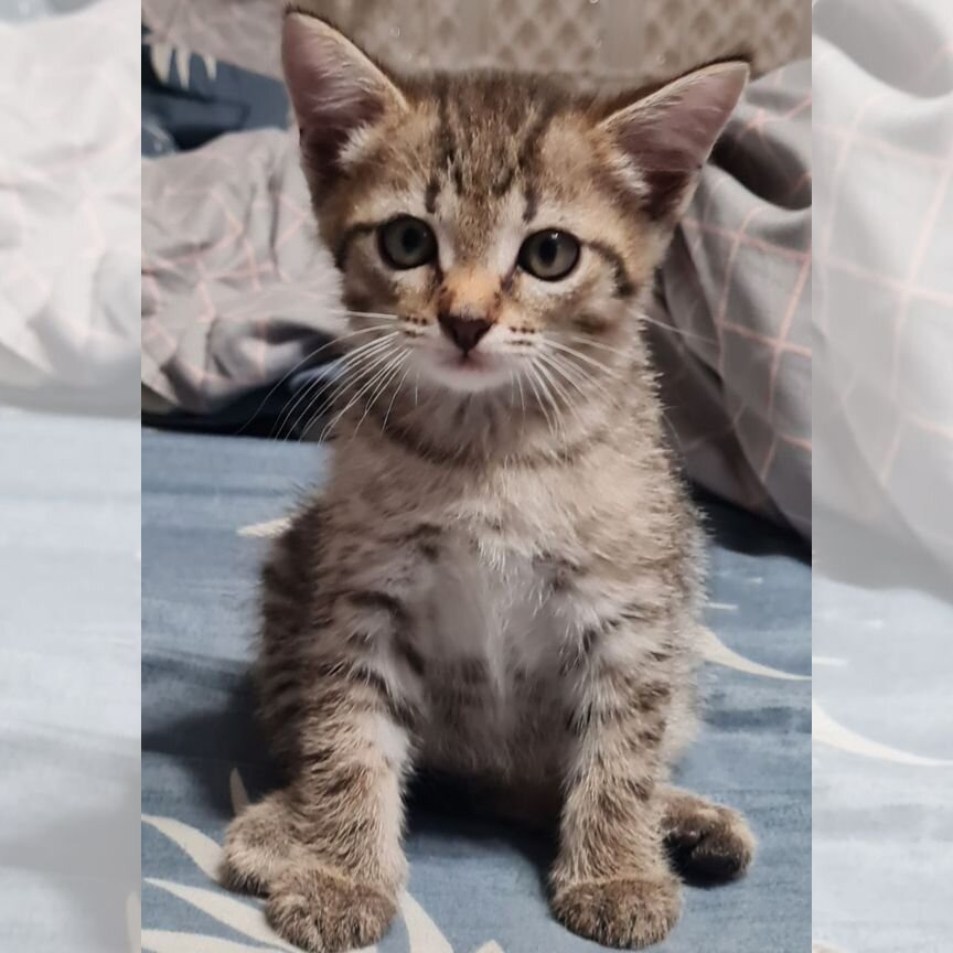 Отдам котёнка