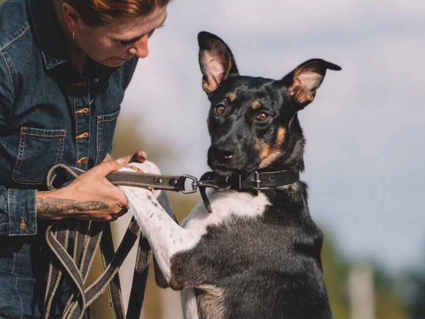 Собака Нюшечка ищет дом