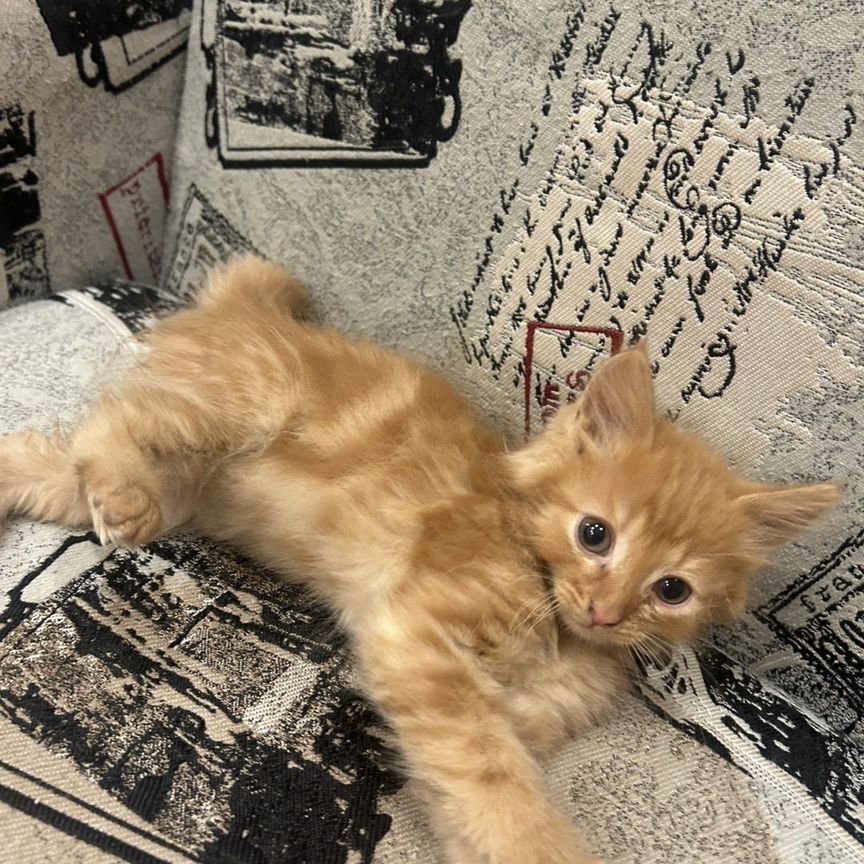 Котята в добрые руки бесплатно