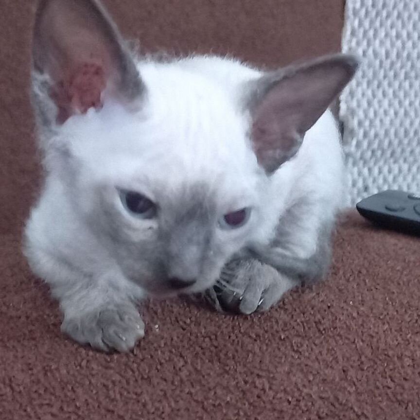 Донской сфинкс котёнок