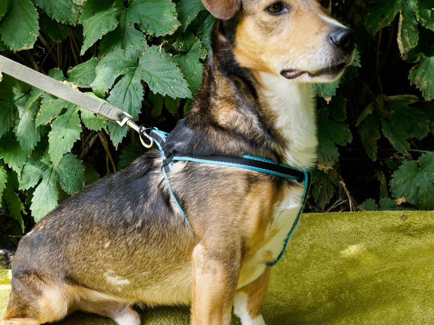 Ищет дом замечательный песик Джек