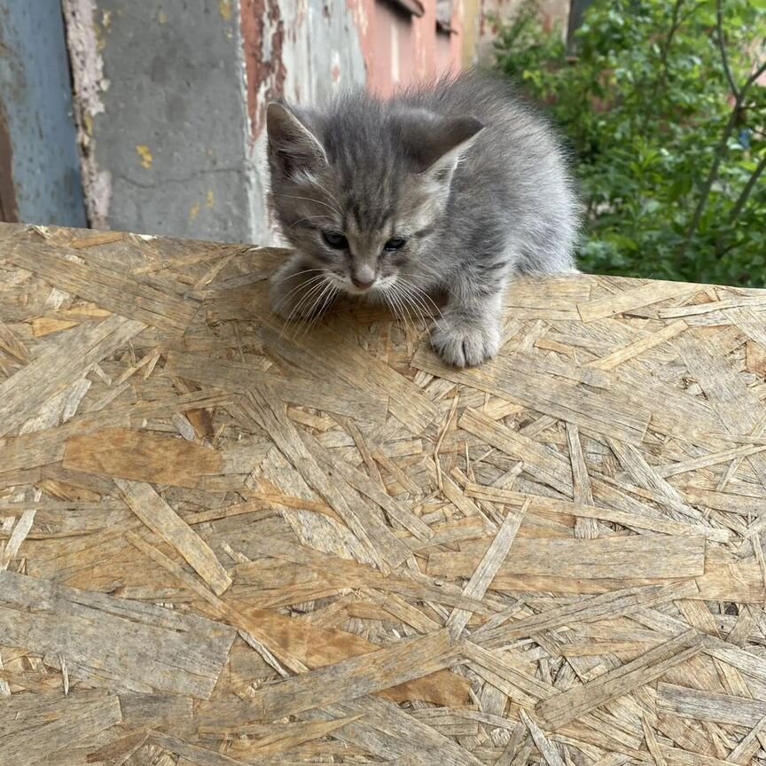 Котёнок в добрые руки
