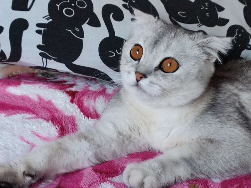 Шотландская вислоухая кошка