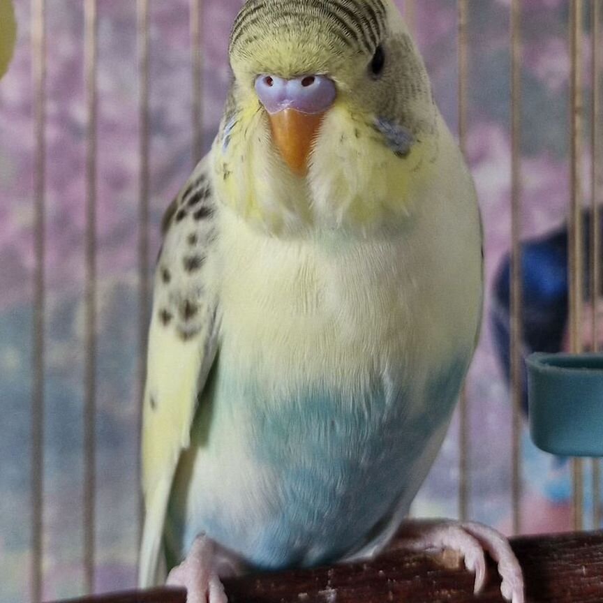 Волнистый попугай