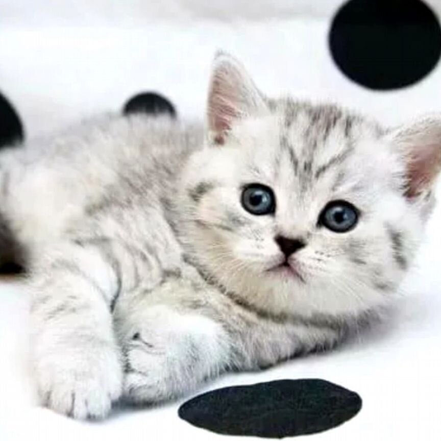 Плюшки) окрас Вискас