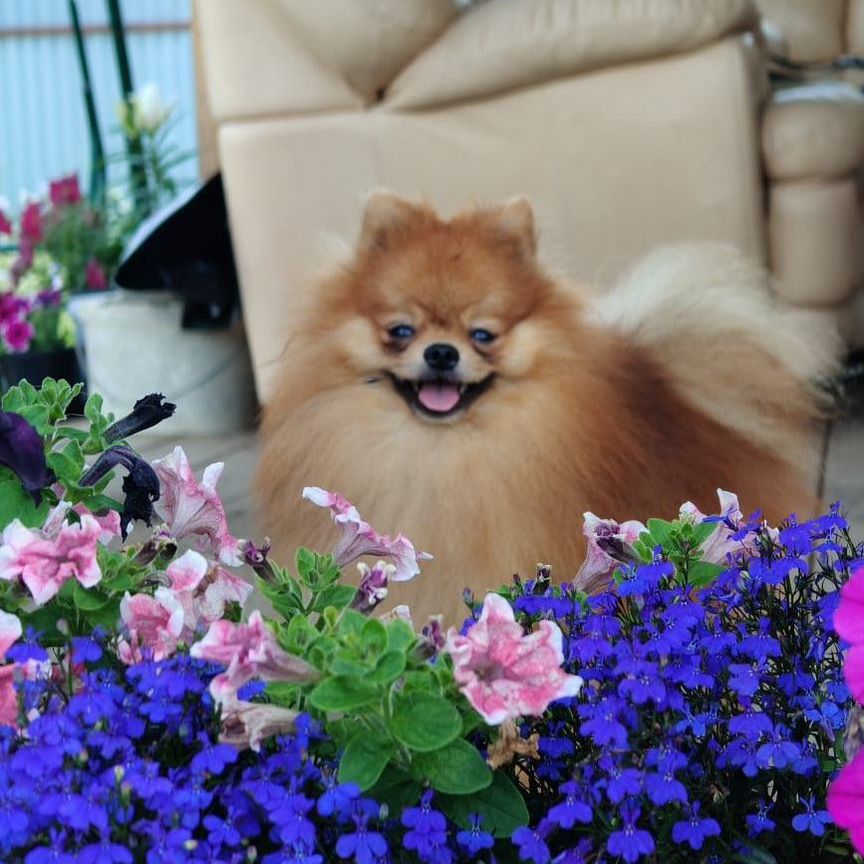 Померанский шпиц мини мальчик