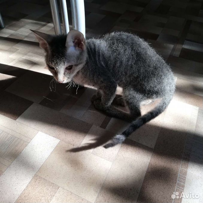 Канадский сфинкс котята